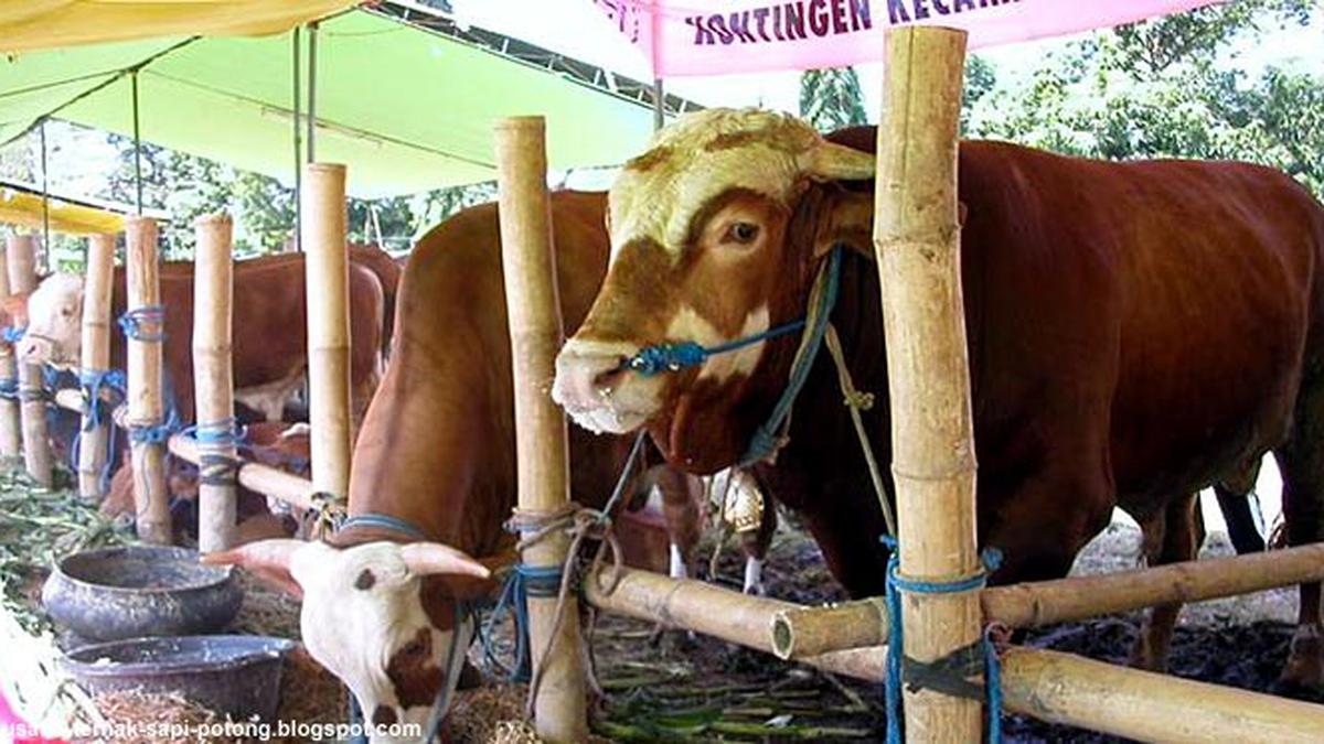 Anak Sapi Langka Bikin Harga Daging Melonjak - Bisnis Liputan6.com