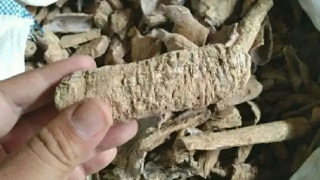 Mengenal Babakan Pule, Tanaman Obat untuk Jamu Bersalin Racikan Madura ...