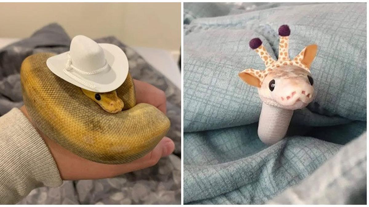 6 Potret Ular Pakai Topi Ini Terlihat Gemas, Meski Lucu Tetap Bikin Deg ...