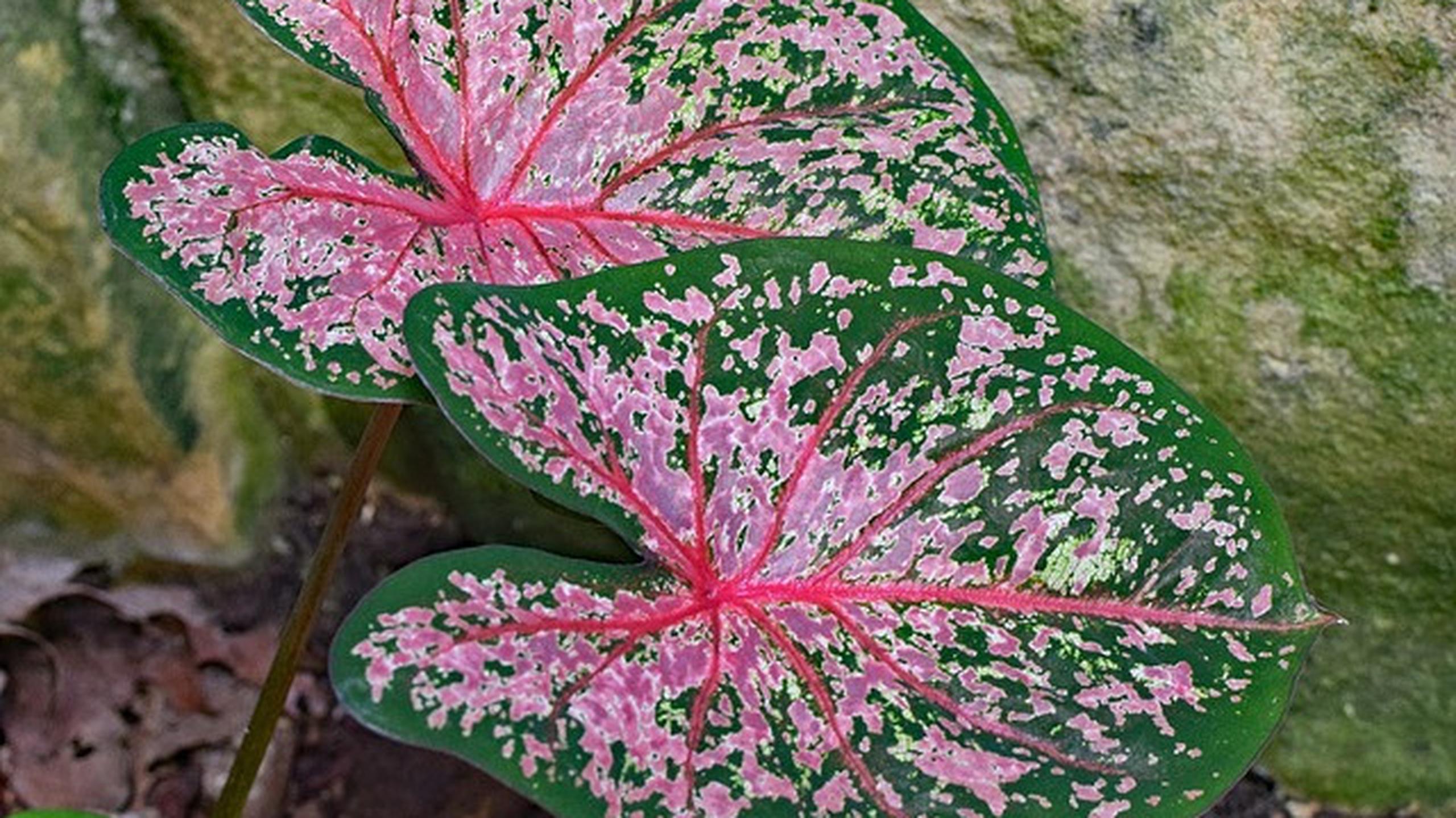 20 Macam-Macam Bunga Keladi dan Gambarnya, Punya Ragam Corak dan Warna