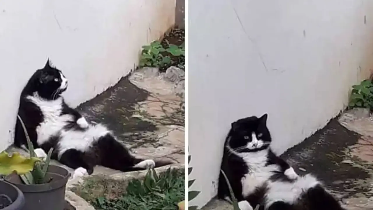 10 Potret Lucu Pose Kucing saat Duduk Ini Bikin Gemas - Hot Liputan6.com