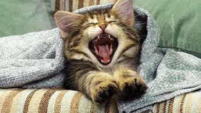 6 Ekspresi Kucing Menguap Ngantuk Ini Bikin Gemas Lihatnya - Hot ...
