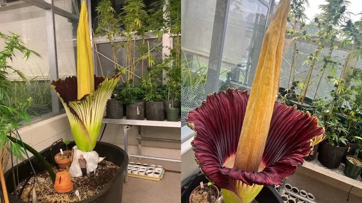 Berita Bau Busuk Bunga Bangkai Hari Ini - Kabar Terbaru Terkini ...