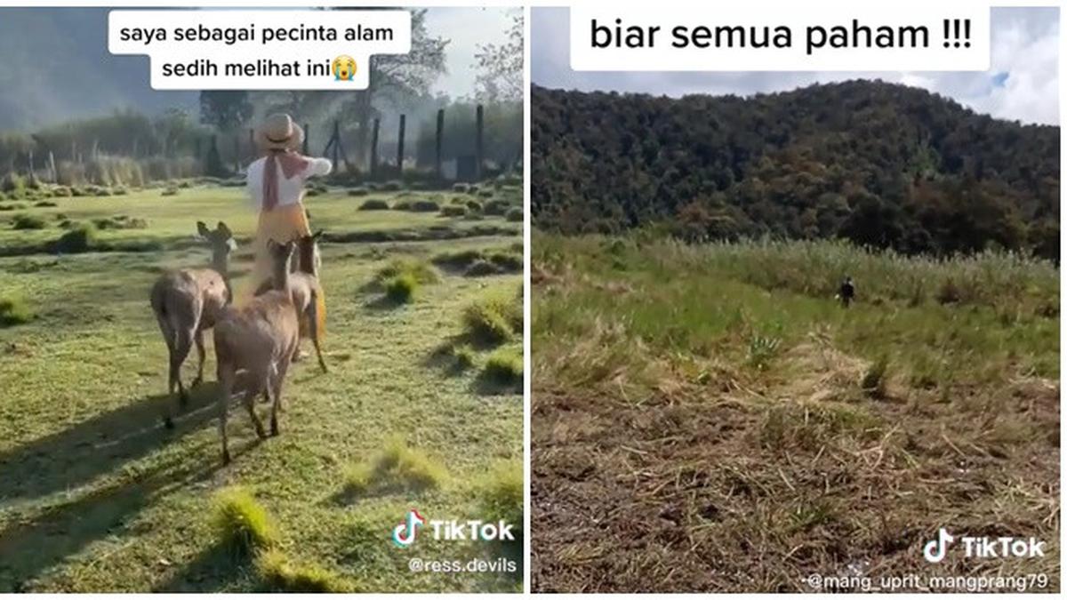 Viral Komunitas Motor Trail Rusak Kebun Edelweis Rawa di Ranca Upas ...