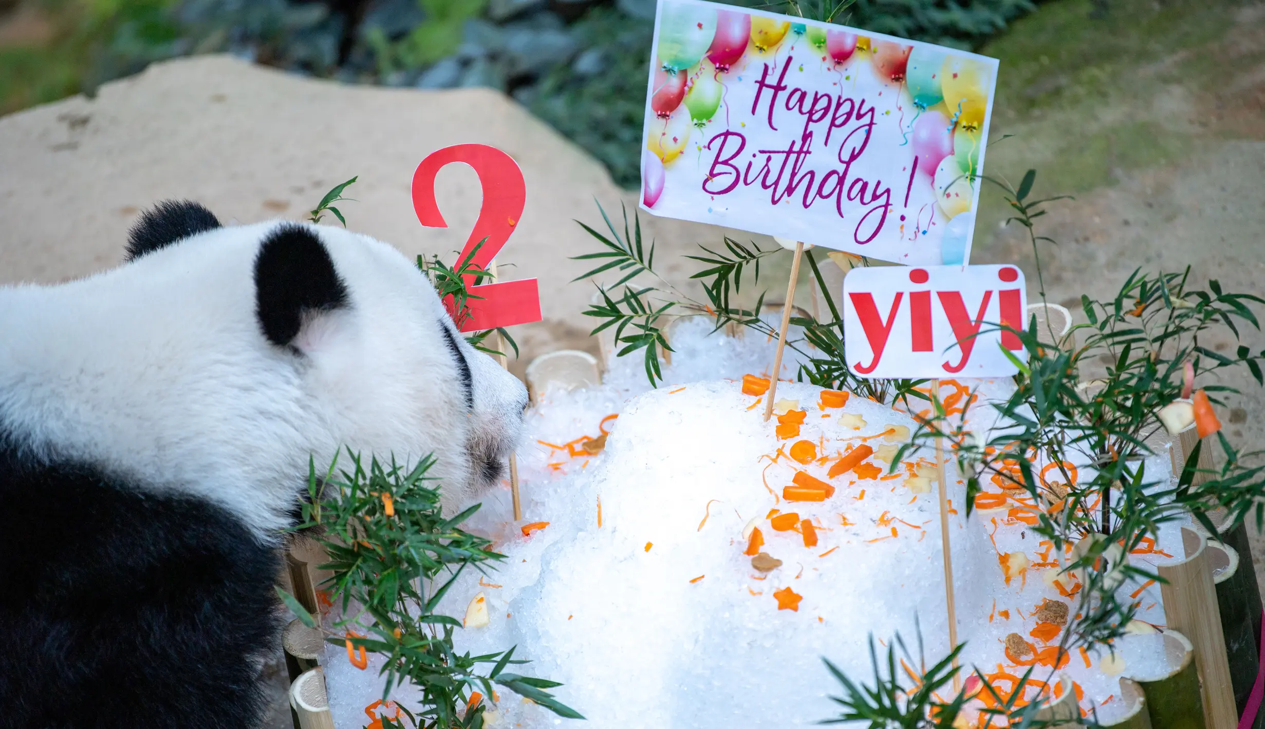 FOTO: Panda Raksasa Yi Yi Rayakan Ulang Tahun di Malaysia - Foto ...