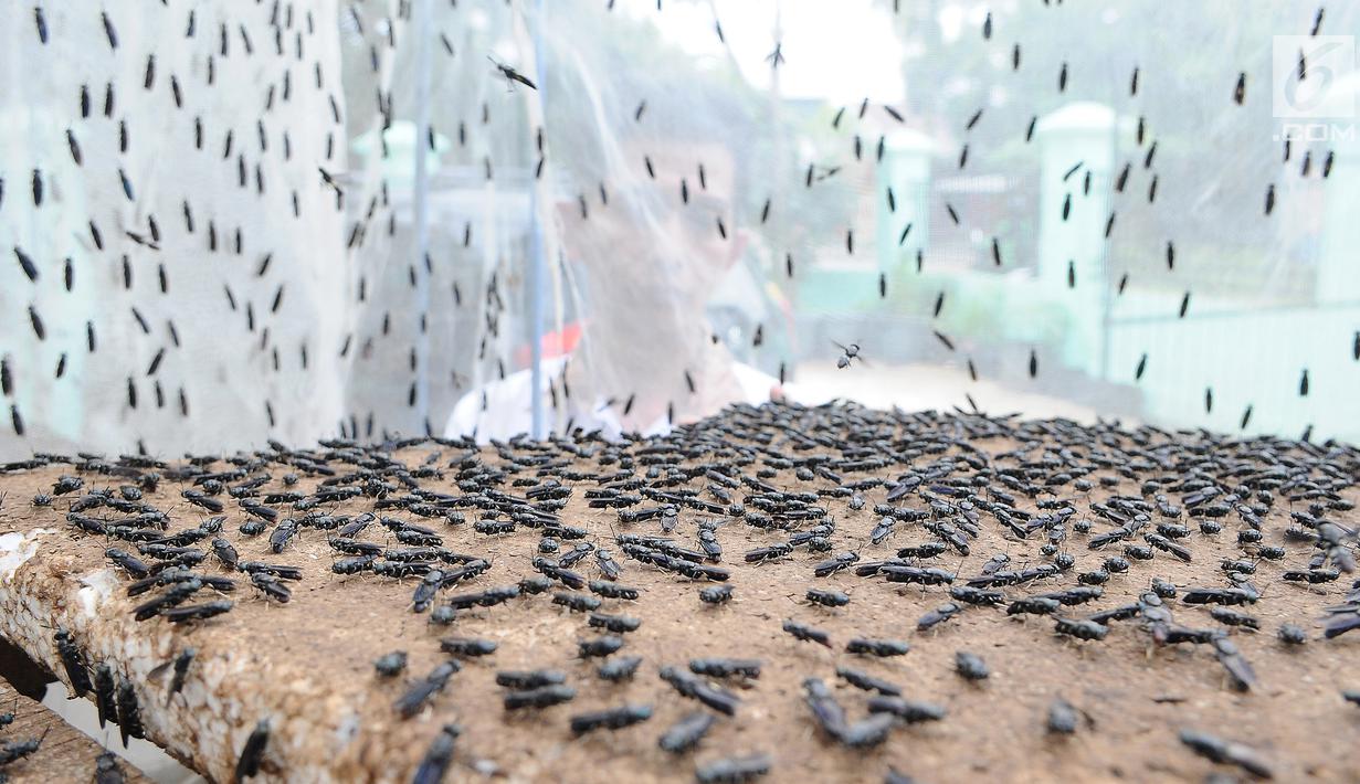 FOTO: Pemkot Depok Manfaatkan Ulat Maggot Tekan Volume Sampah - Foto ...