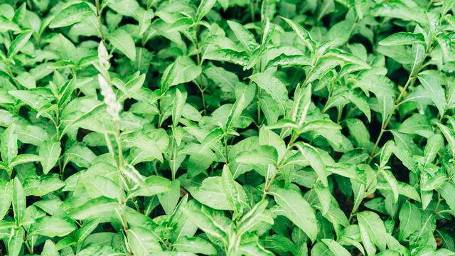 Resep Sayur Bening Daun Katuk yang Sehat dan Lezat untuk Keluarga
