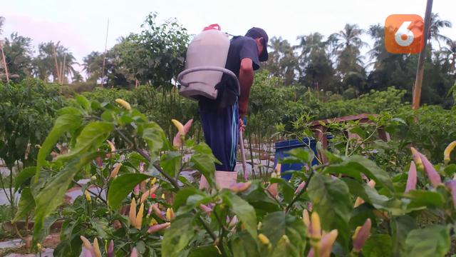 Cara Menanam Cabai Rawit Hijau di Polybag Anti Gagal untuk Panen Melimpah