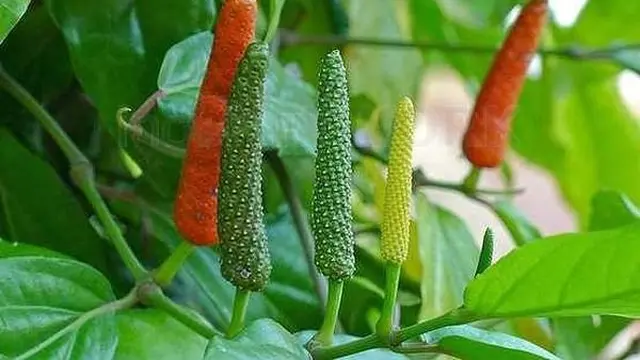 6 Jenis Cabai Khas Indonesia, Cek Karakteristik dan Fungsinya ...