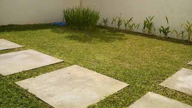 8 Jenis Rumput Taman yang Populer, Pilih Sesuai Kondisi Lingkungan ...