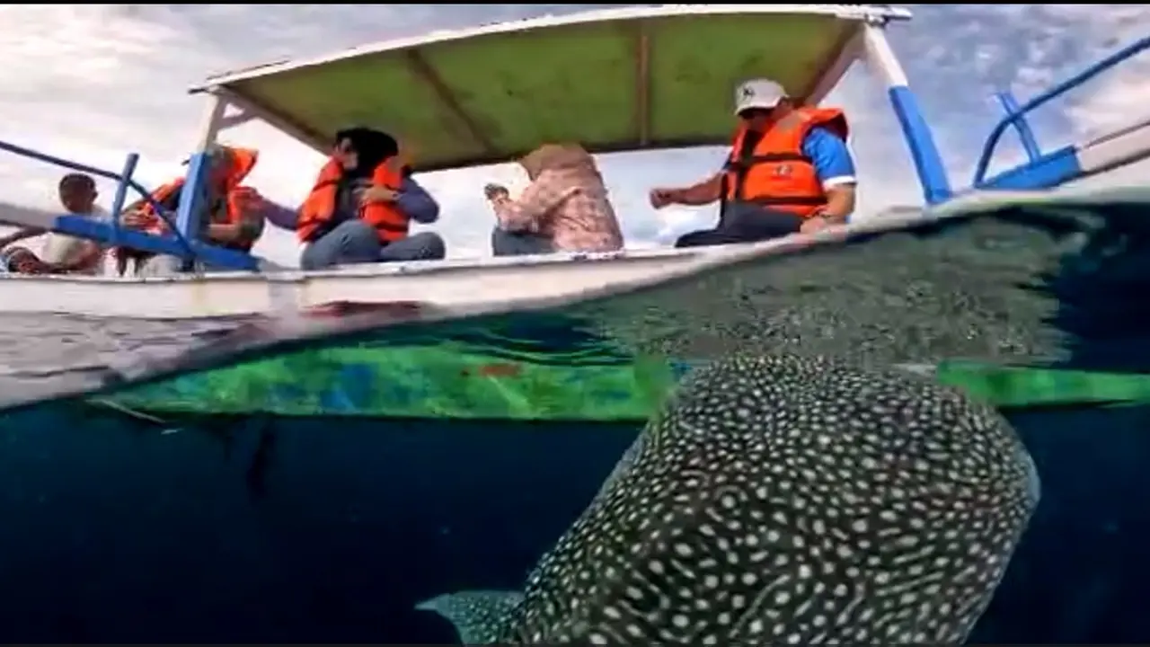Viral Hiu Paus Muncul di Perairan Jakarta, Ini Penjelasan Dinas KPKP ...