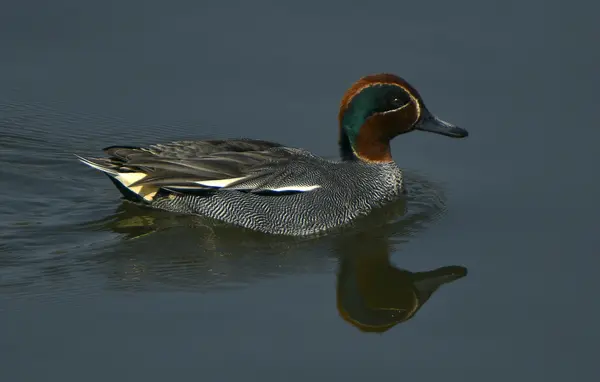 Cara Menanam Rumput Gajah Mini, Pilih Lokasi yang Mendapat Banyak Sinar ...