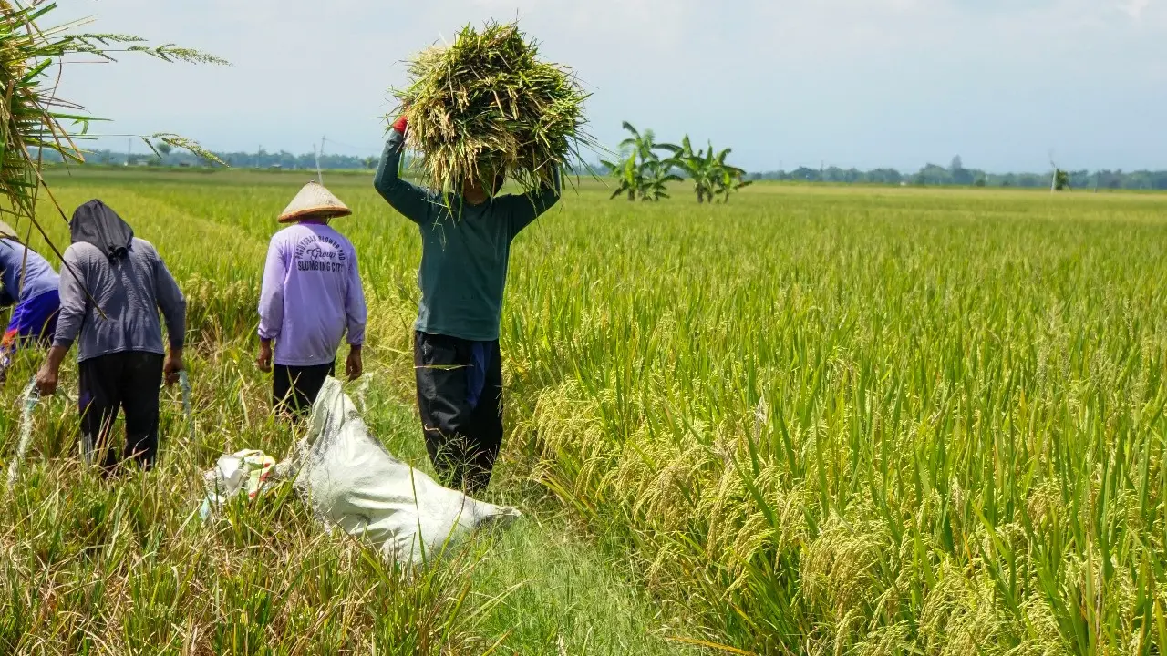 Ini 7 Daerah Penghasil Padi Terbesar di Jawa Timur dan Tingkat Produksinya - Regional Liputan6.com