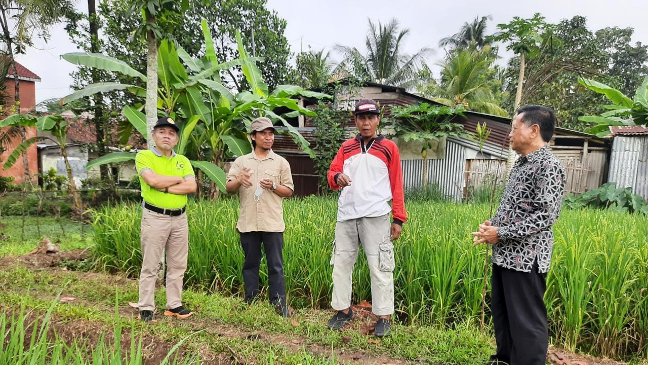 Gandeng Petani, Unsoed Budidaya Padi Protein Tinggi Ramah Lingkungan