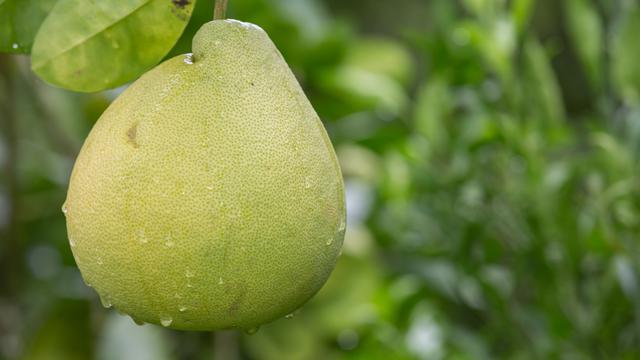 Panduan Cara Menanam Jeruk Bali agar Panen Melimpah, Buah Bisa Capai 20 Kg