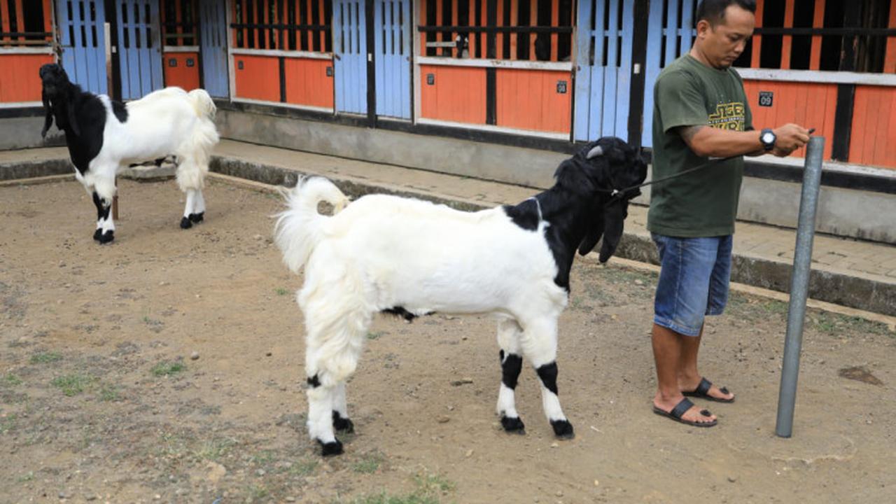 Mengenal Kambing Etawa Super dari Kaligesing dan Senduro, Ukurannya Jumbo