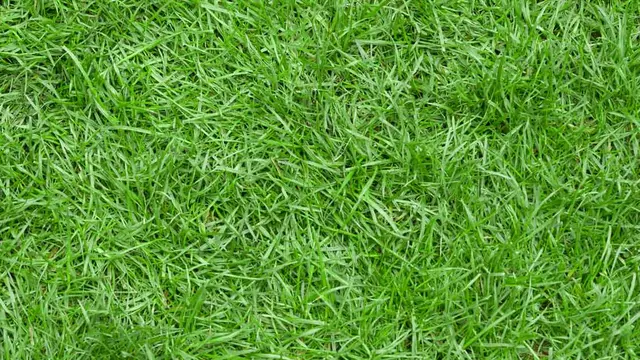 5 Rumput yang Tumbuh Paling Cepat, Jangan Salah Pilih - Citizen6 ...