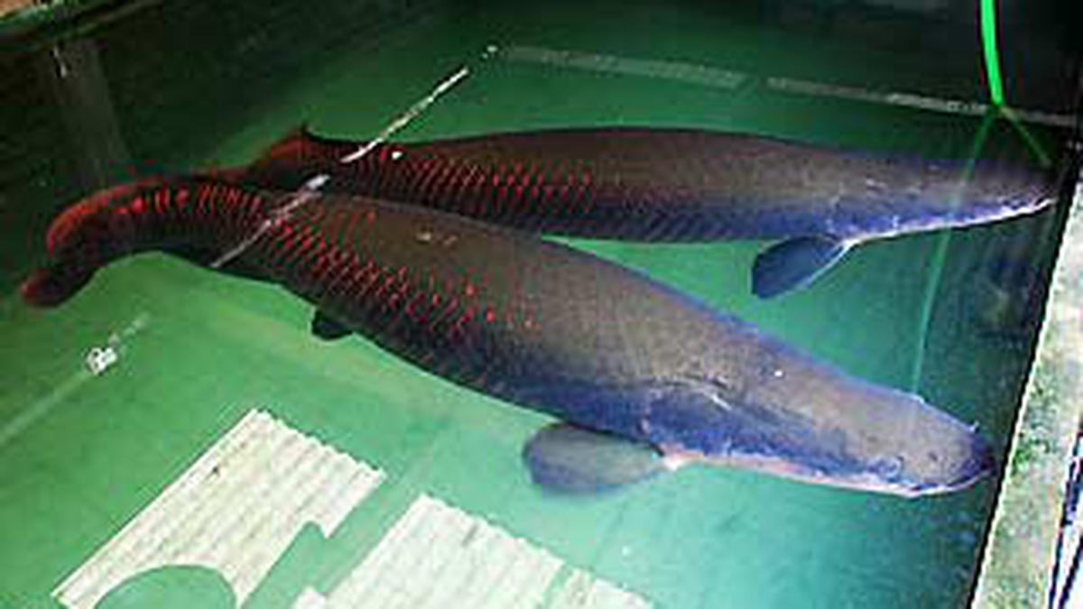 Wow, Ada Ikan Sebesar Anak Sapi - News Liputan6.com