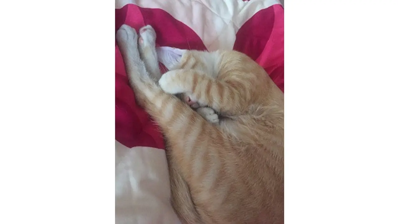 6 Foto Ini Buktikan Definisi 'Malu-Malu Kucing' yang Sebenarnya - Hot ...