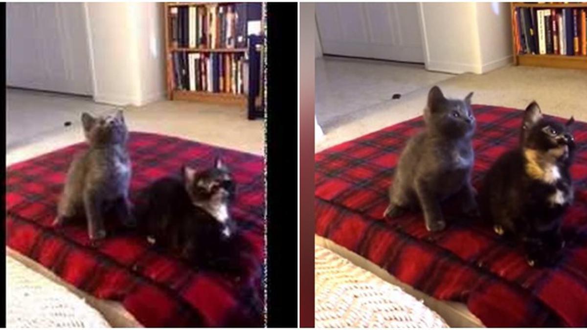 Bikin Ketawa, Duo Kucing 'Ajeb-Ajeb' Dengan Kompaknya