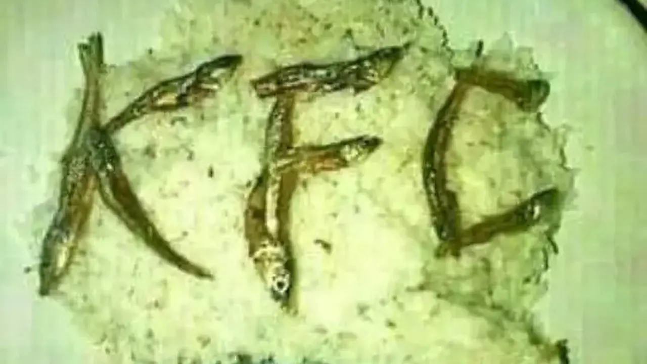 6 Kreasi Makanan Bentuk Huruf Ini Kocak, Aktivitas Gabut ketika Makan ...