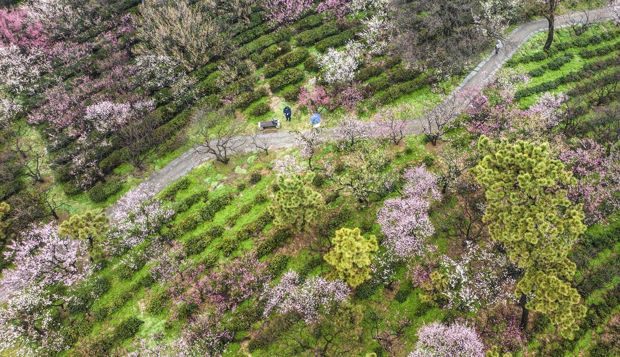 Bunga Plum yang Bermekaran Warnai Nanjing China - Foto Liputan6.com