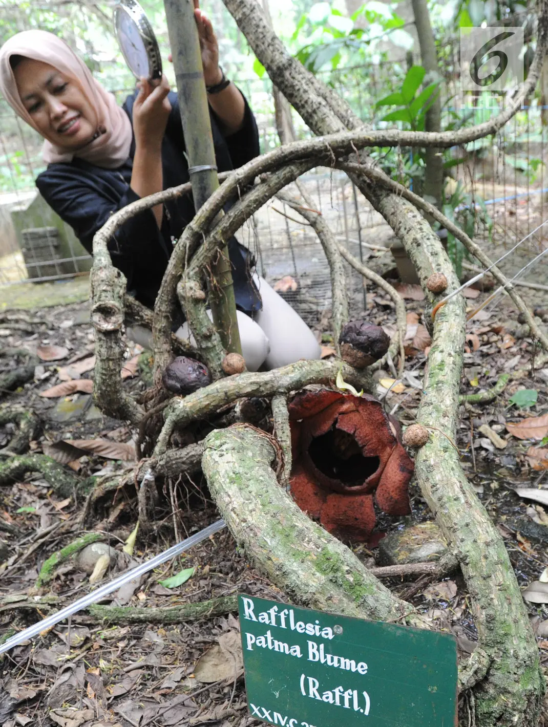 FOTO: Melihat Bunga Langka Rafflesia Padma yang Mekar di Kebun Raya ...