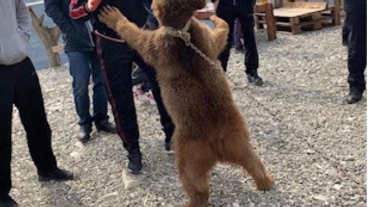 Berbulu dan Suka Menggigit, Kenalkan Pelatih Gulat Masa Kecil Khabib ...