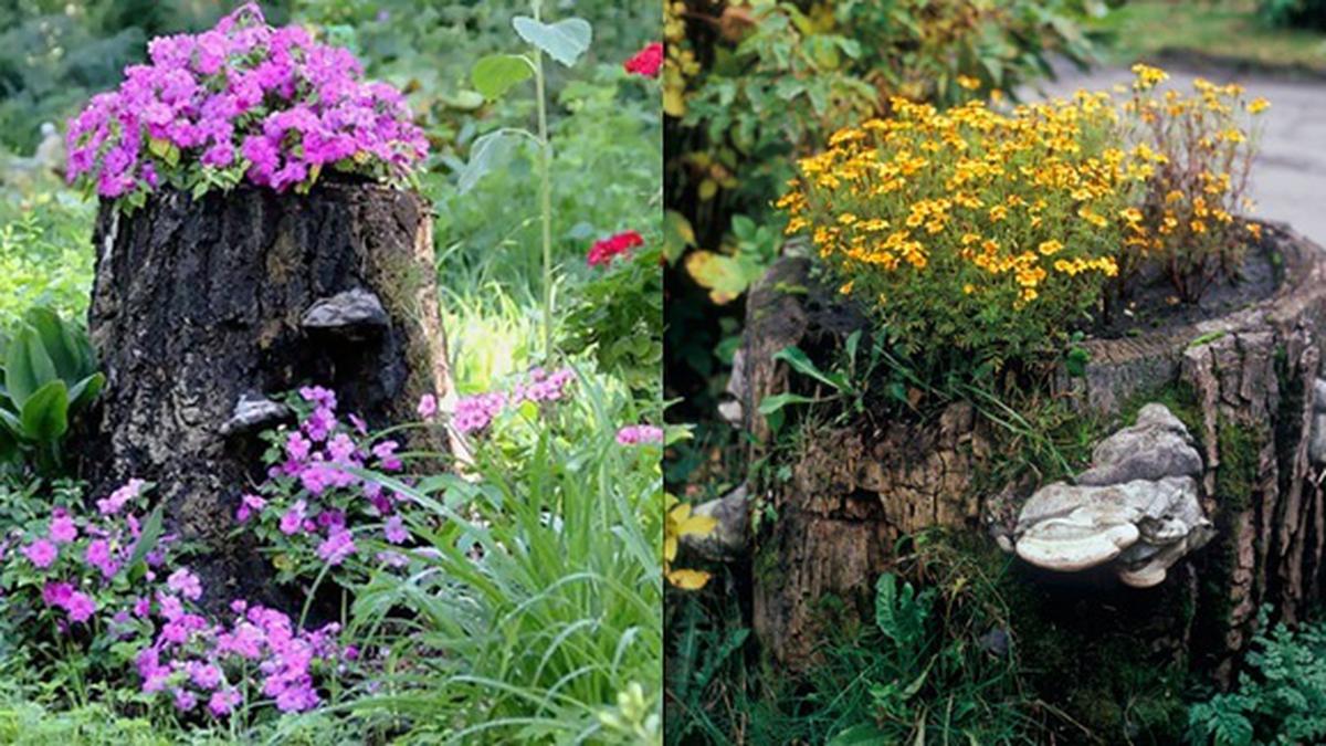 Pot Unik Dari Tunggul Pohon Buat Bunga Makin Cantik - Photo Fimela.com