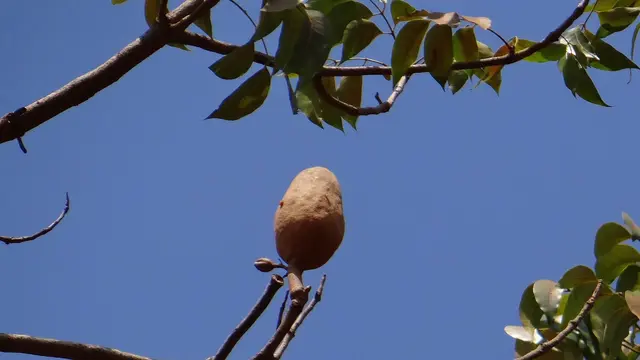 9 Manfaat Buah Mahoni dan Kegunaannya Sebagai Obat Tradisional di ...