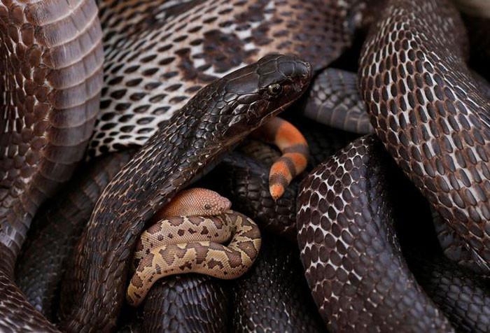 Potret Tak Biasa Desa Pawang Ular di India - Citizen6 Liputan6.com