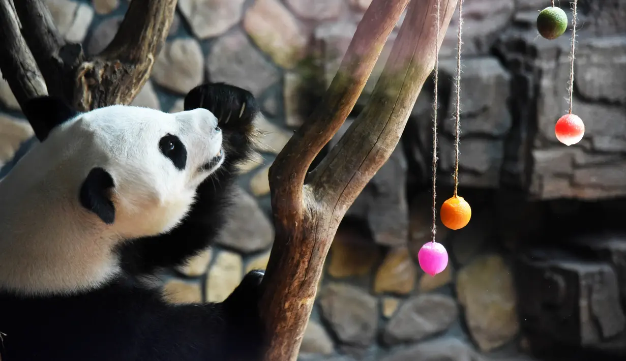 FOTO: Asyiknya Panda Raksasa Nikmati Ruangan Berpendingin Udara - Foto ...