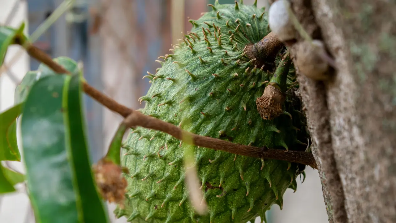 Khasiat Rebusan Daun Sirsak, Solusi Herbal Alami untuk Mengatasi ...