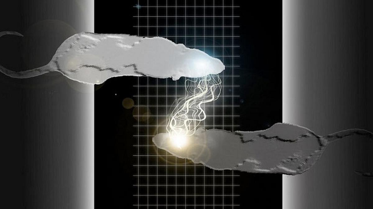 Komputer Organik Ini Dibuat dari Otak Tikus - Tekno Liputan6.com