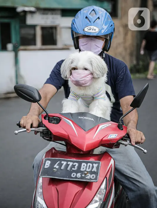 FOTO: Lucunya Anjing Ini Pakai Masker Cegah Corona - Foto Liputan6.com