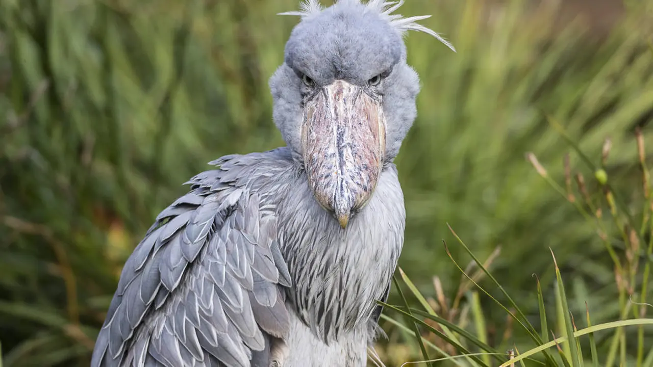 Mengenal Shoebill, Burung Purba yang Bertahan hingga Saat Ini - Global ...