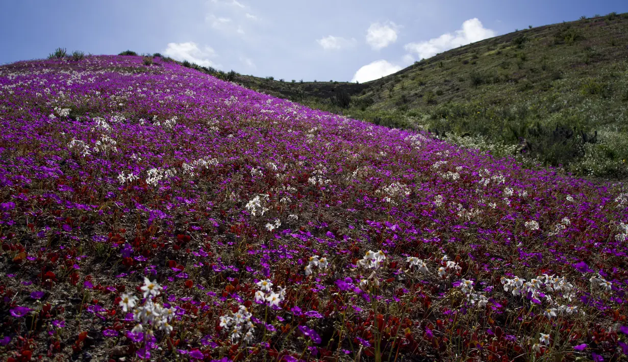 Fenomena Bunga-Bunga Bermekeran di Gurun Atacama Chili - Foto Liputan6.com