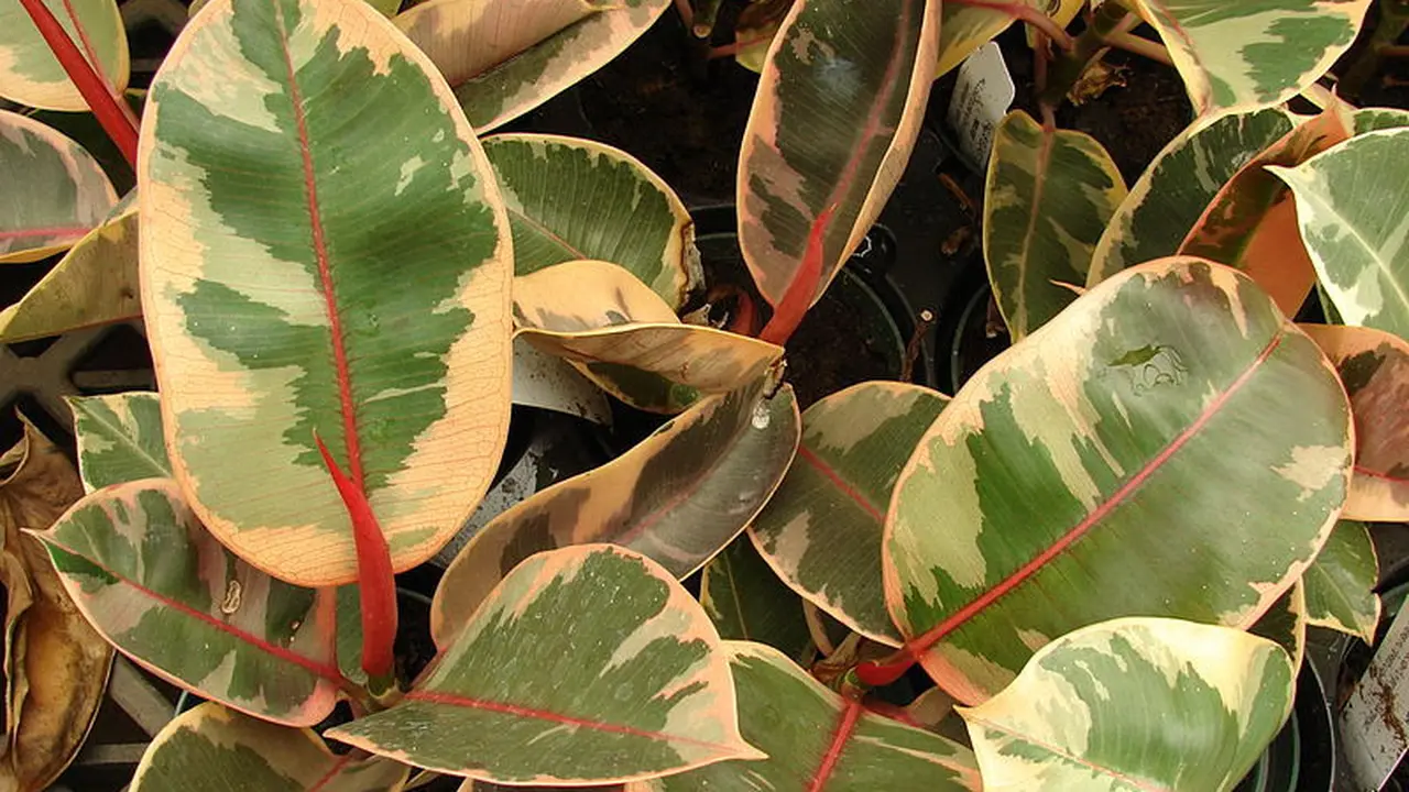 12 Manfaat Daun Karet Kebo, Sebagai Pemurni Udara Hingga Pembawa ...