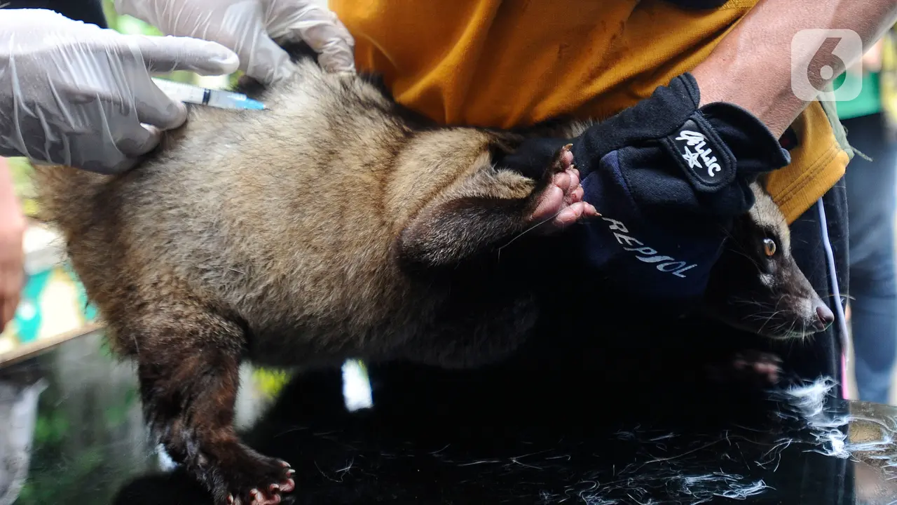 Langkah Pencegahan dan Pengobatan Rabies Setelah Digigit yang Perlu ...