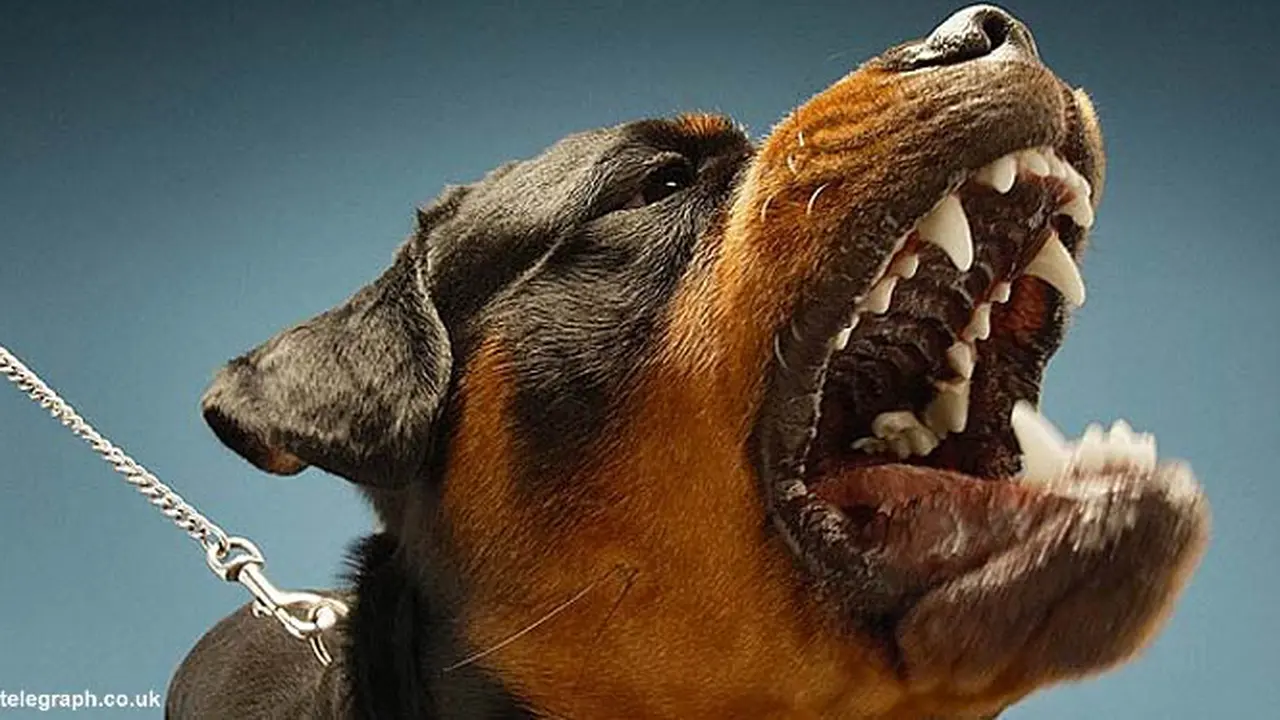 Pertolongan Sederhana Bila Digigit Anjing Rabies - Health Liputan6.com