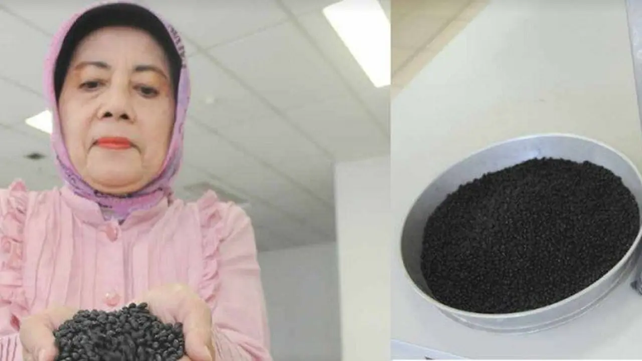 Kedelai Hitam Malika, Kedelai Berkualitas Asli Indonesia - Tekno ...