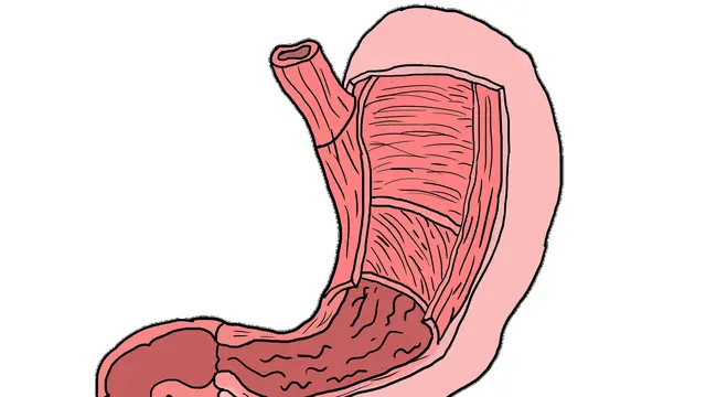6 Macam Fungsi Lambung yang Perlu Diketahui - Ragam Bola.com