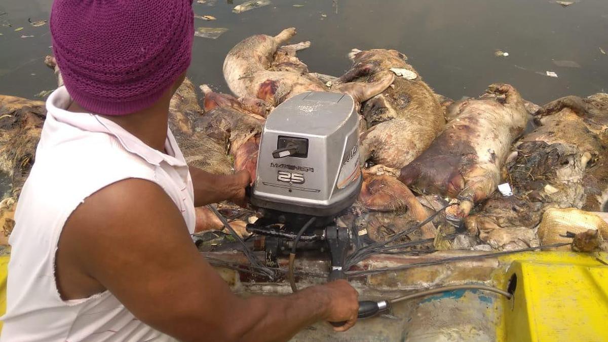 Teror Hog Cholera Belum Berakhir, Kasus Kematian Babi di Sumut ...