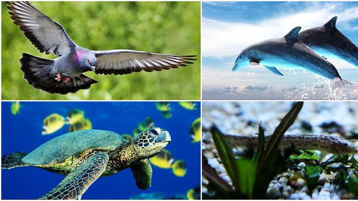 Keren Banget, 10 Hewan Ini Punya Kekuatan Super Yang Tidak Dimiliki ...