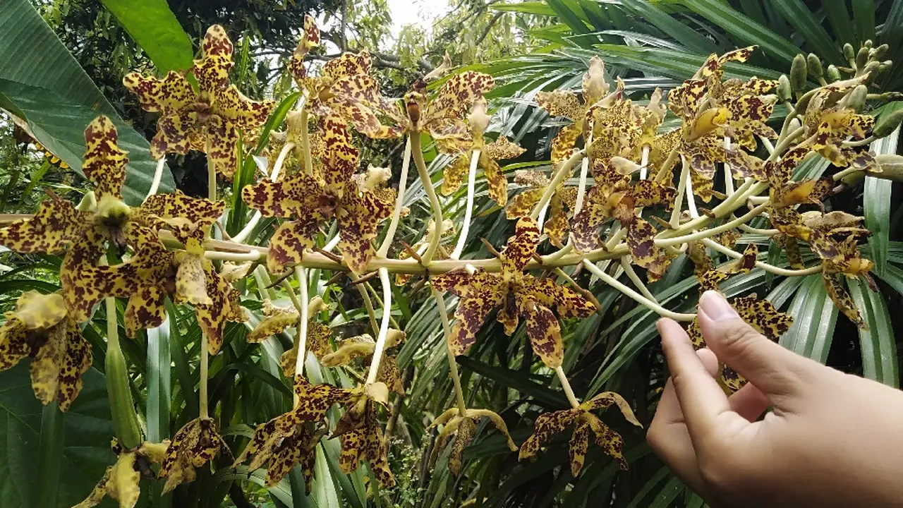 20 Macam-Macam Bunga Anggrek yang Populer di Indonesia, Ada yang ...