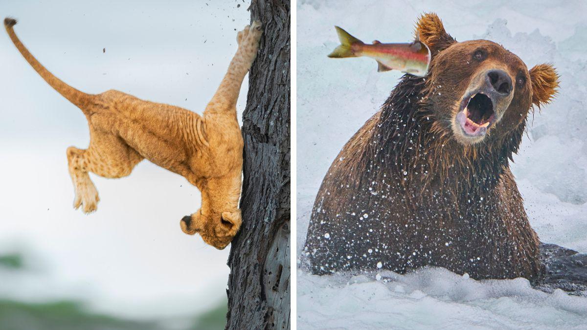 Gemas, 10 Potret Satwa Liar Karya Finalis Comedy Wildlife Photography ...