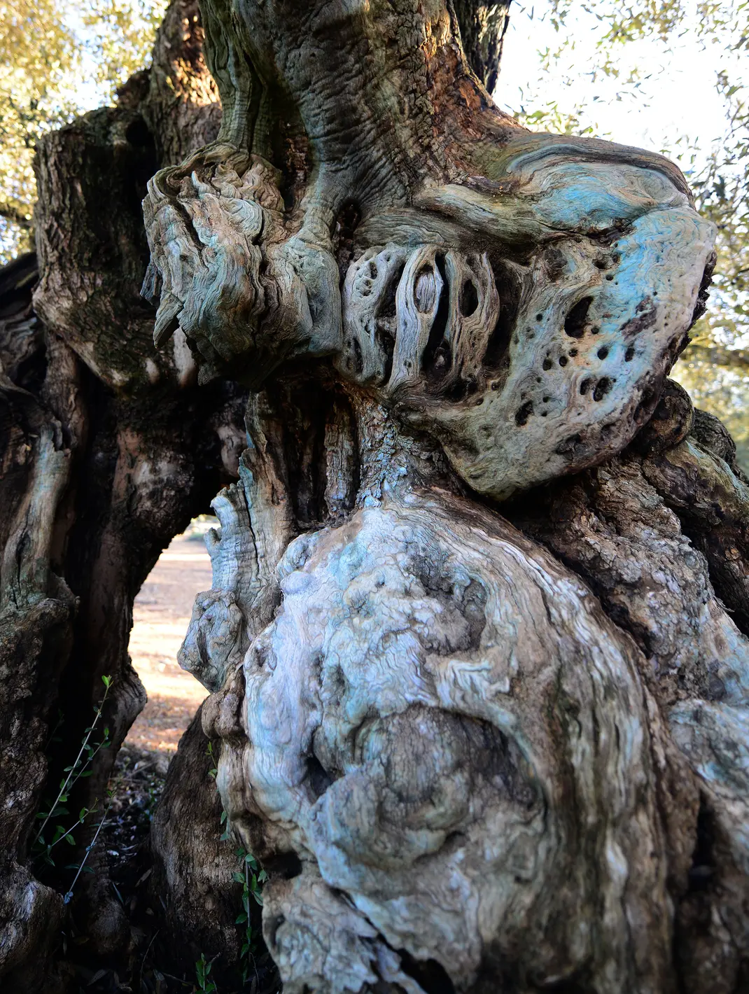 Melihat Pohon Zaitun Berusia Ribuan Tahun di Spanyol - Foto Liputan6.com