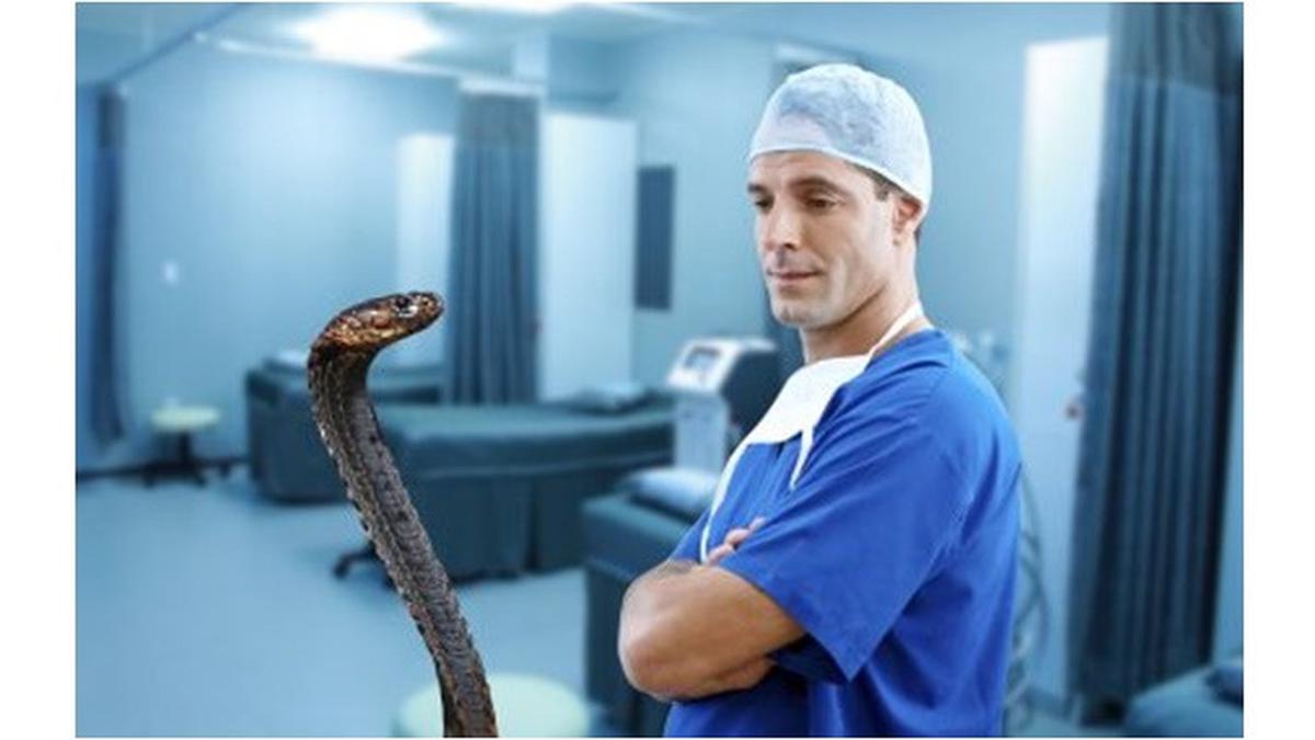 Dokter di Negara Ini Minta Pasien Berhenti Bawa Ular Berbisa ke IGD ...