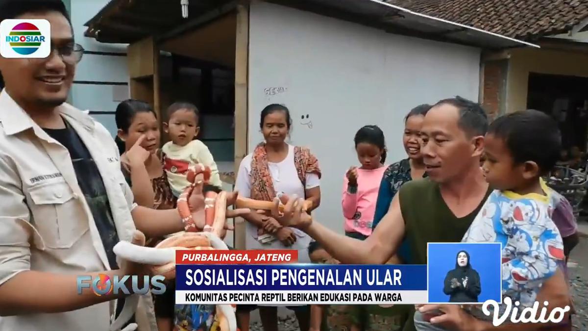 Marak Ular di Permukiman, Komunitas Pecinta Reptil Edukasi Warga Purbalingga - News Liputan6.com