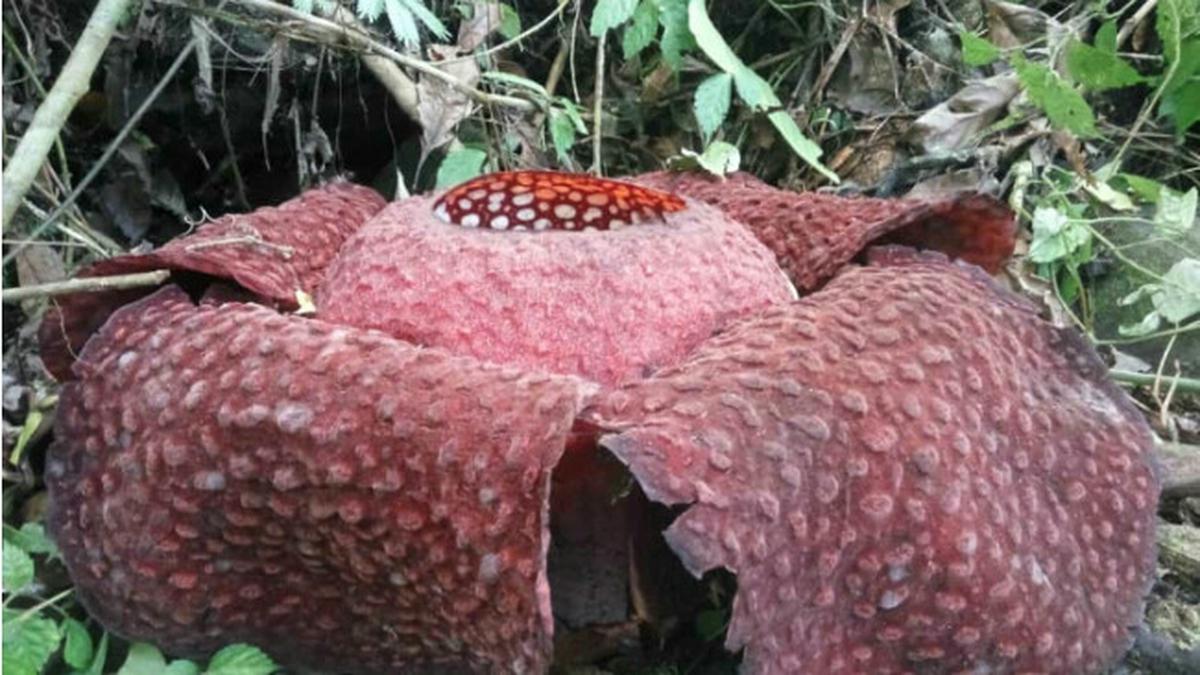 Fenomena Langka, 2 Jenis Bunga Raflesia Mekar Bersamaan di Hutan ...
